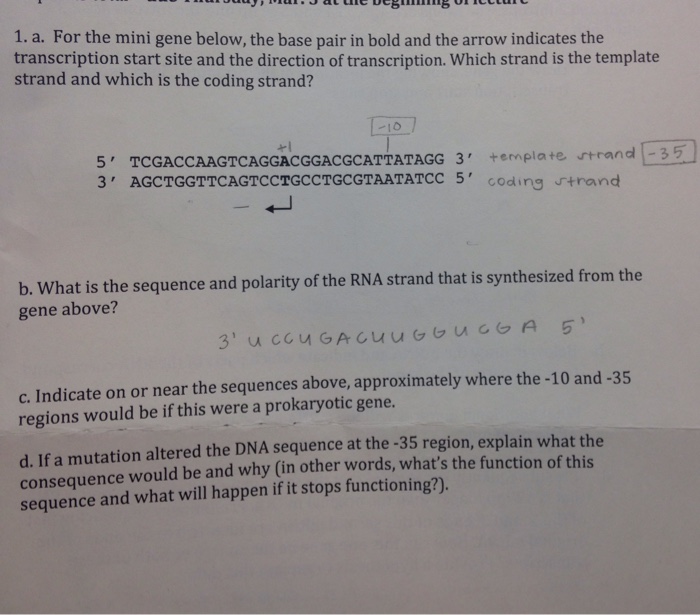 Solved For the mini gene below, the base pair in bold and | Chegg.com