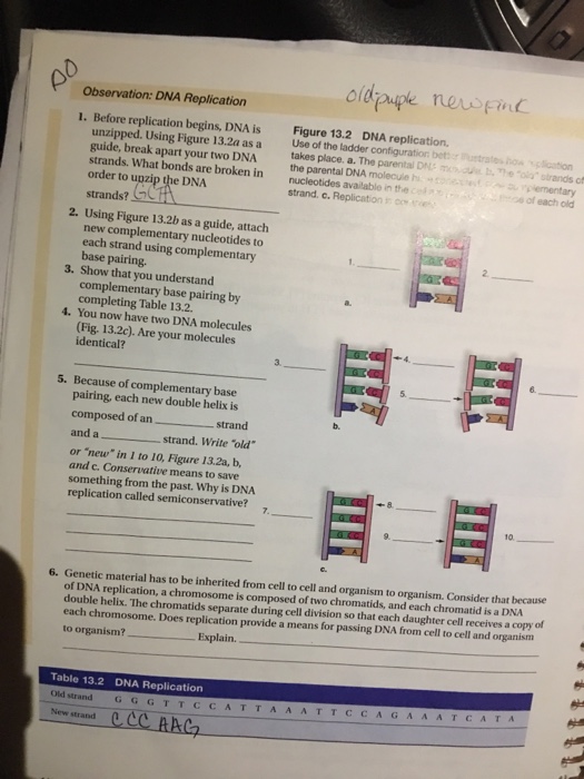 Solved Before replication begins. DNA is unzipped. Using | Chegg.com