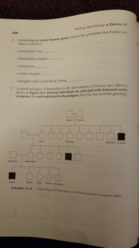 Solved Exercise 12 Human Genetics ACTIVITY 2 In humans, the | Chegg.com