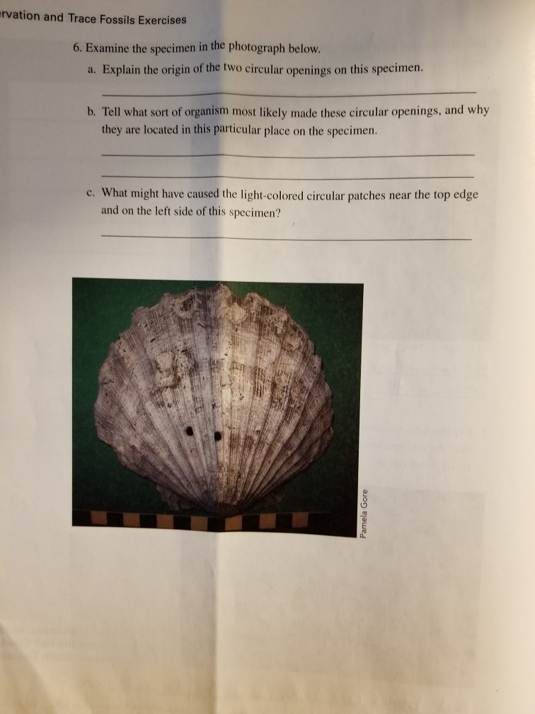 Solved rvation and Trace Fossils Exercises 6. Examine the | Chegg.com