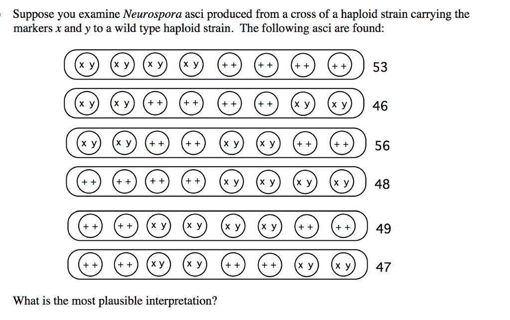 Solved Suppose you examine Neurospora asci produced from a | Chegg.com