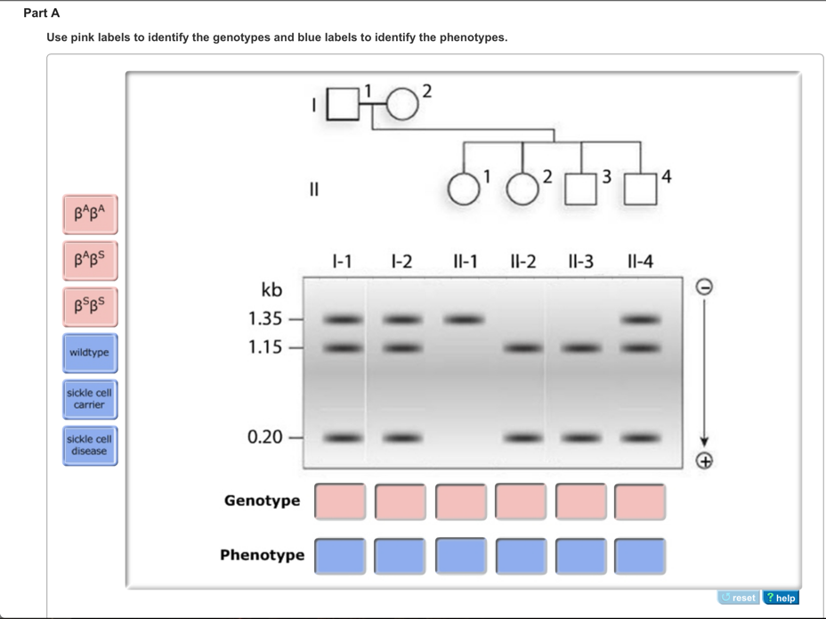 Solved Use pink labels to identify the genotypes and blue | Chegg.com