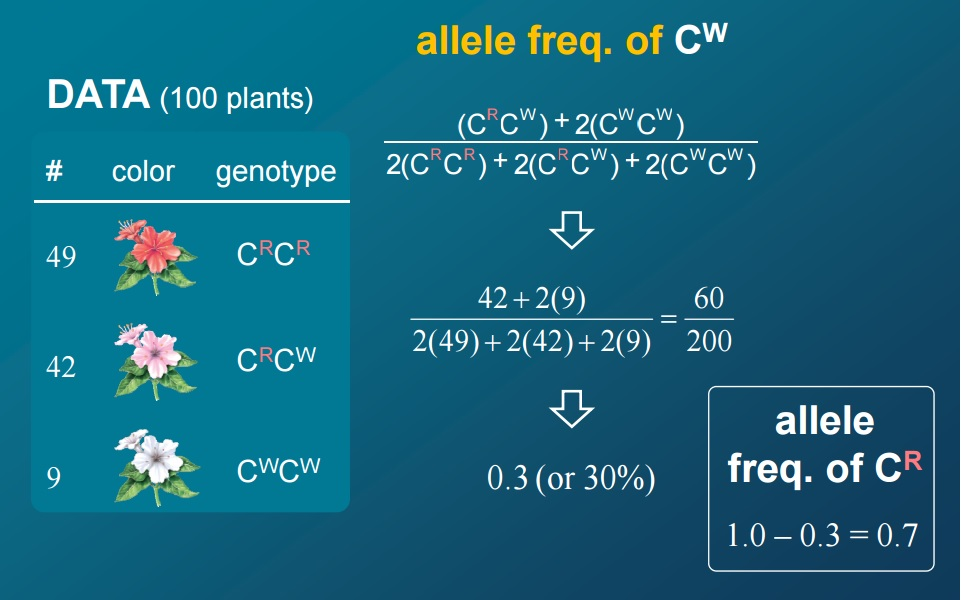 Solved Allele frequency calculation help! I am confused why | Chegg.com