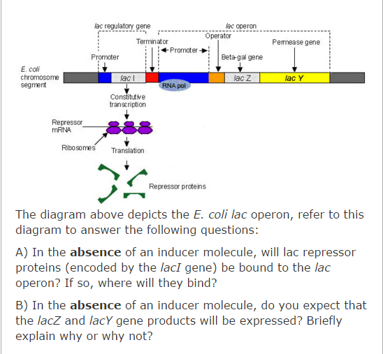 Solved The diagram above depicts the E. coli lac operon, | Chegg.com