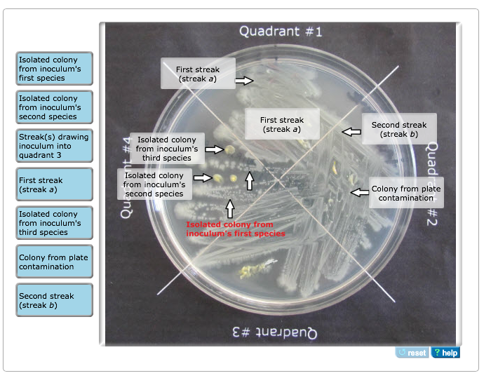 Solved This streak plate was prepared from an unknown | Chegg.com