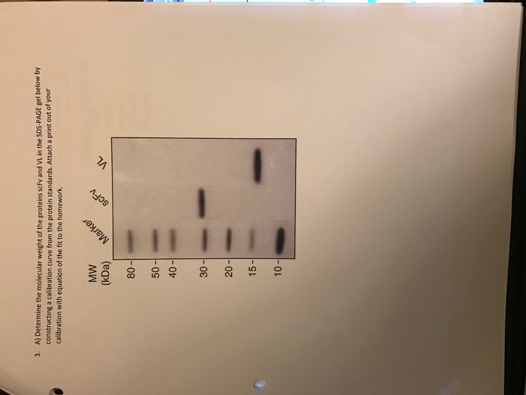 😊 Sds page standard curve. Example of a standard curve for molecular ...