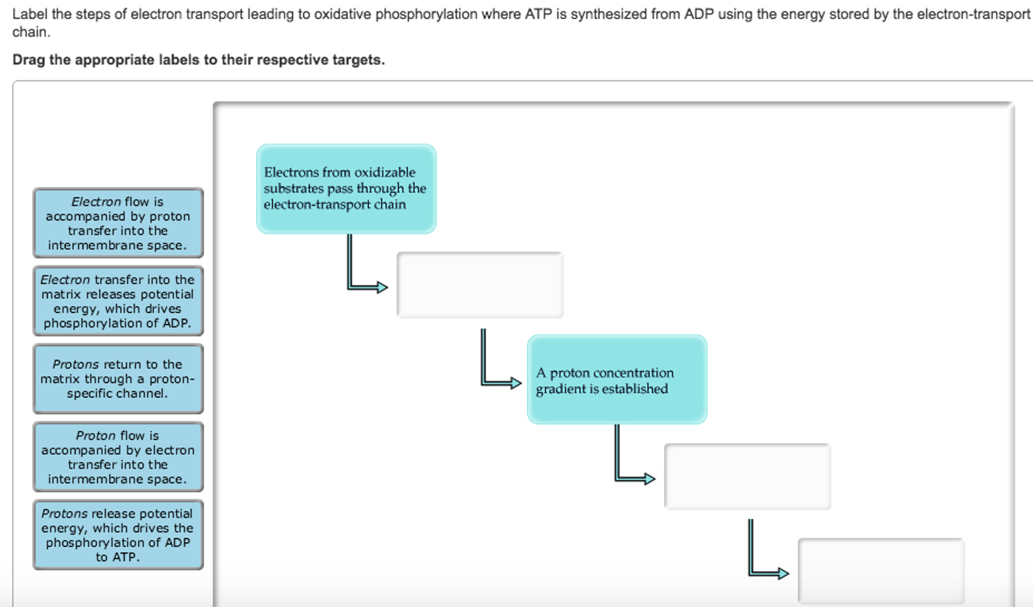 Oxidative Phosphorylation Steps