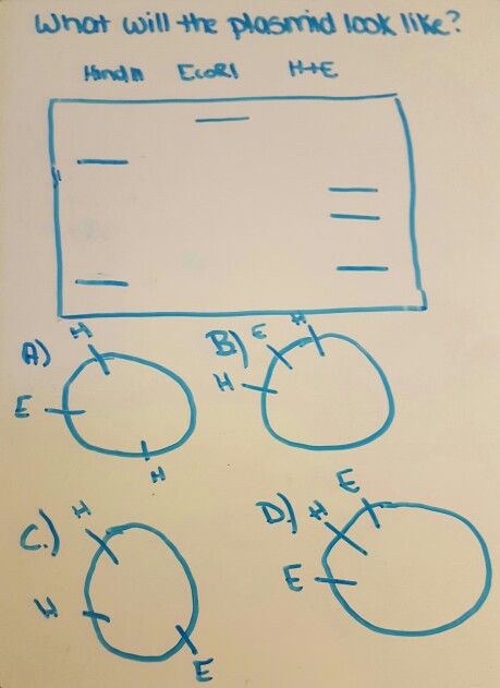 Solved What will the plosrd look Iike? 4) 4 C. c) | Chegg.com