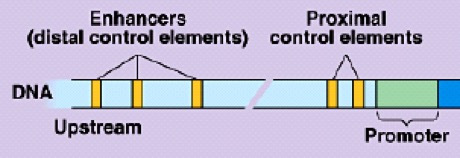 Solved If an enhancer is composed of 10 control elements and | Chegg.com