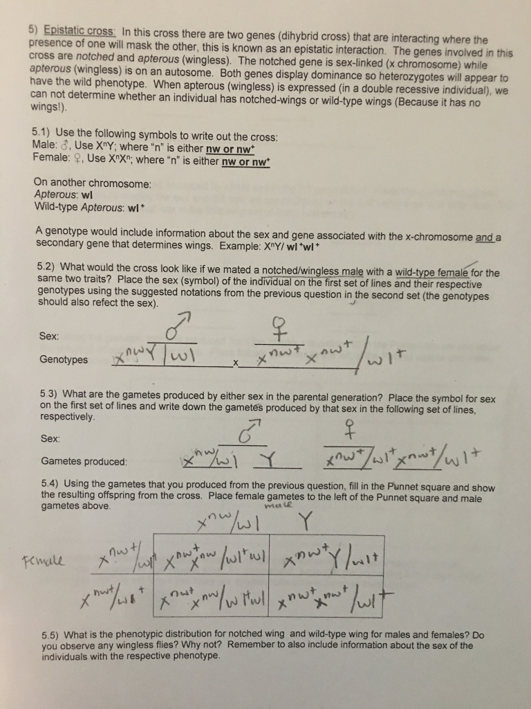 Solved 5) Epistatic cross In this cross there are two genes | Chegg.com