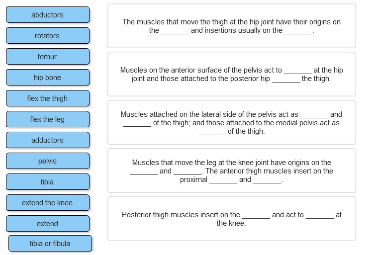 Solved Abductors rotators femur hip bone flex the thigh flex | Chegg.com