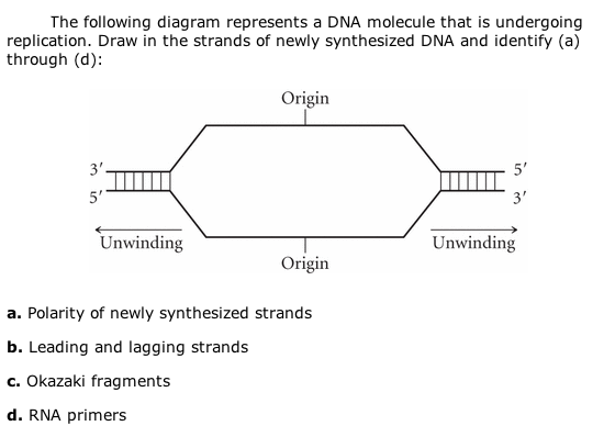 The following diagram represents a DNA molecule that | Chegg.com