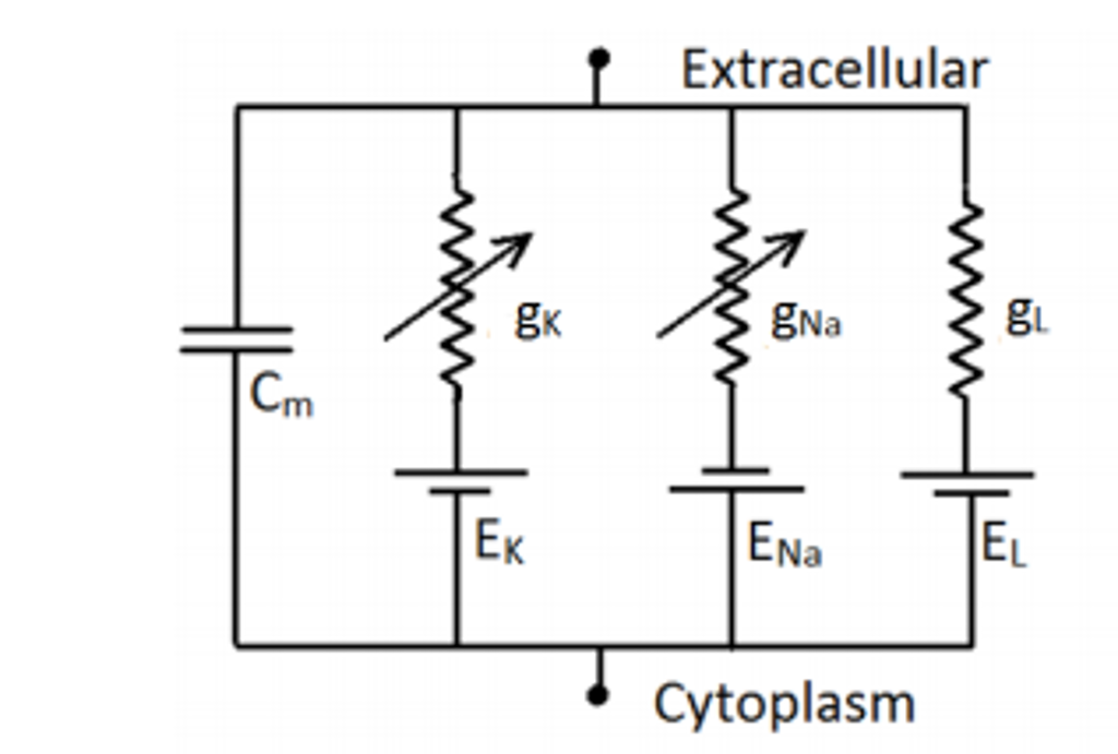 Solved Consider the parallel conductance model for the | Chegg.com