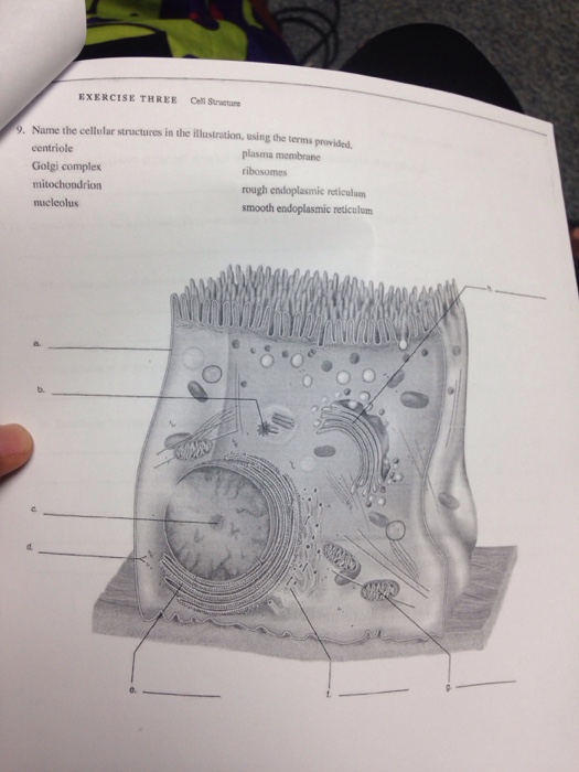 Solved Exercise 3 Cell Structure Name Tacabac 1. Cells in | Chegg.com