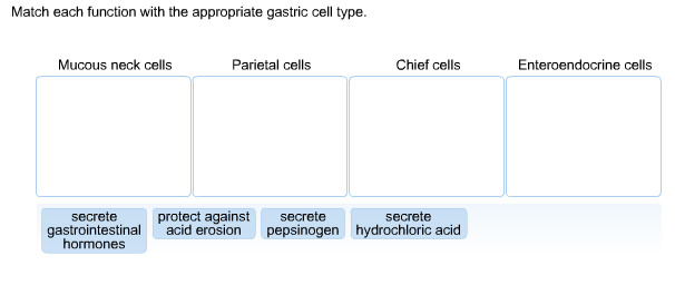 Solved Match each function with the appropriate gastric cell | Chegg.com