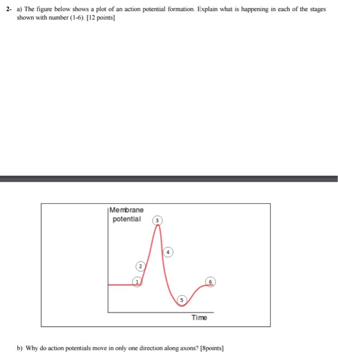 Solved The figure below shows a plot of an action potential | Chegg.com