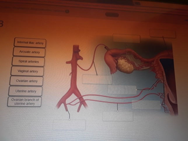 Solved click and drag each label to accurately identify the | Chegg.com