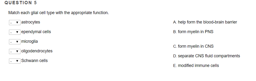 Solved QUESTION 5 Match each glial cell type with the | Chegg.com