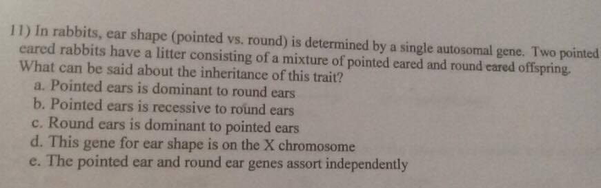 Solved In rabbits, car shape (pointed vs. round) is | Chegg.com