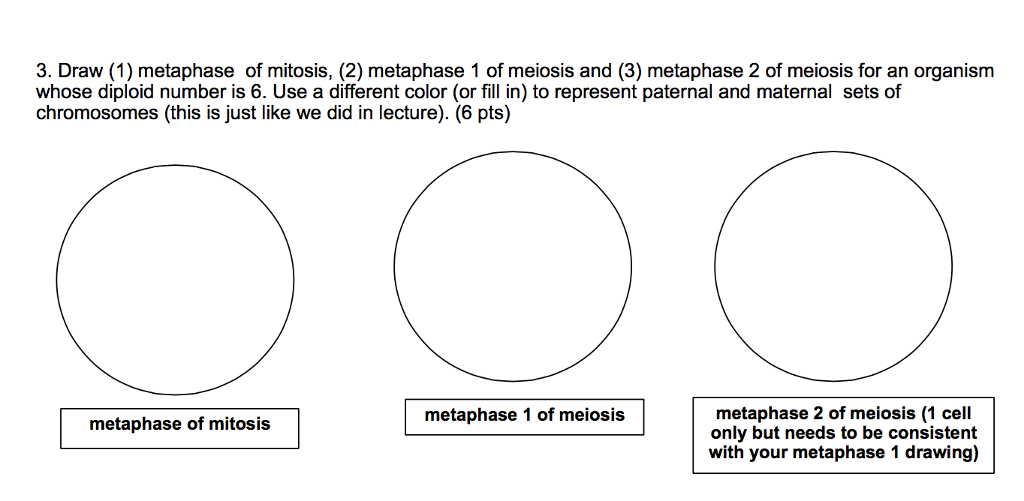 Solved Draw (1) metaphase of mitosis, (2) metaphase 1 of | Chegg.com