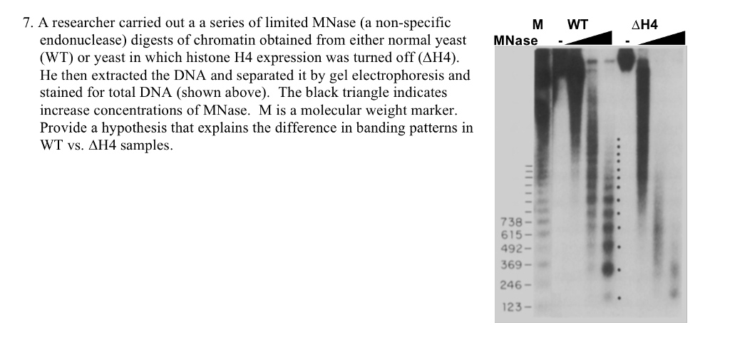 Solved A researcher carried out a series of limited MNase (a | Chegg.com