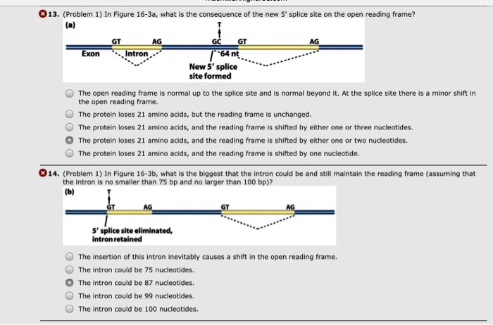 Solved What is the consequence of the new 5' splice site on | Chegg.com