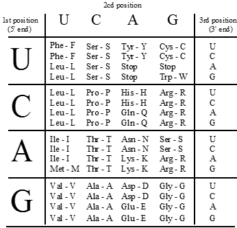Solved You are designing a double strand oligonucleotide to | Chegg.com