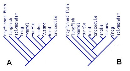 Solved Consider the following two cladograms of the a | Chegg.com