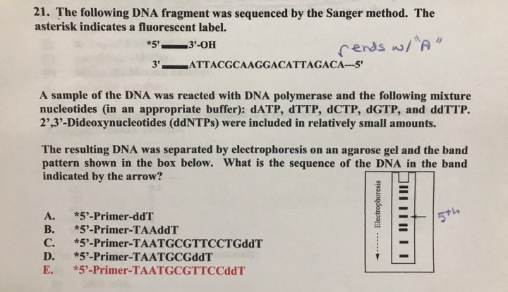 Solved 21. The following DNA fragment was sequenced by the | Chegg.com