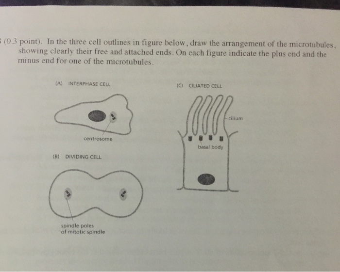 Solved In the three cell outlines in figure below, draw the | Chegg.com