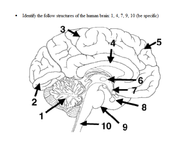 Solved Identify the follow structures of the human br ain: | Chegg.com