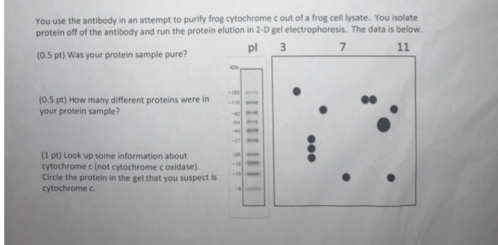 Solved You use the antibody in an attempt to purify frog | Chegg.com