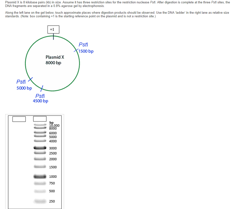 Solved Plasmid X is 8 kilobase pairs (kb) in size. Assume it | Chegg.com