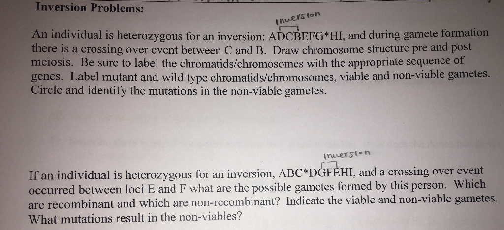 Solved Inversion Problems: An individual is heterozygous for | Chegg.com