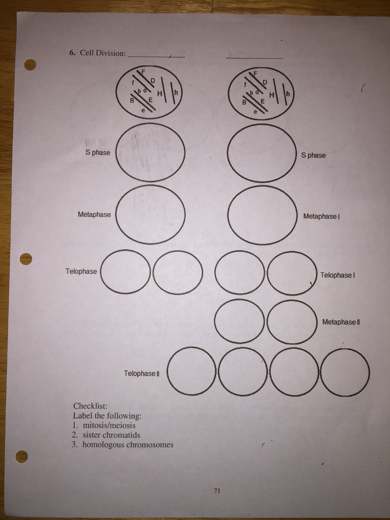 Solved Draw the Sequential steps of Mitosis and Meiosis from | Chegg.com