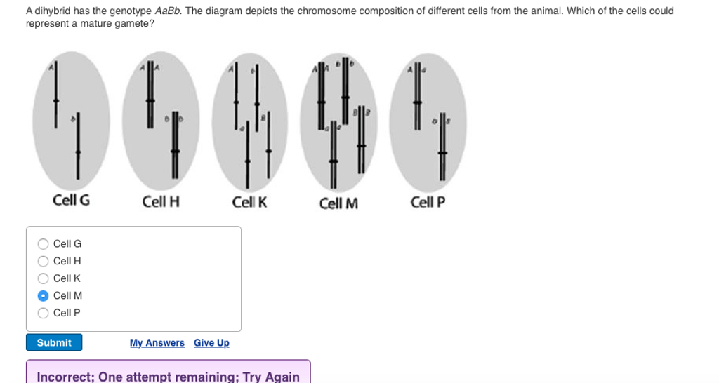 Solved A dihybrid has the genotype AaBb. The diagram depicts | Chegg.com