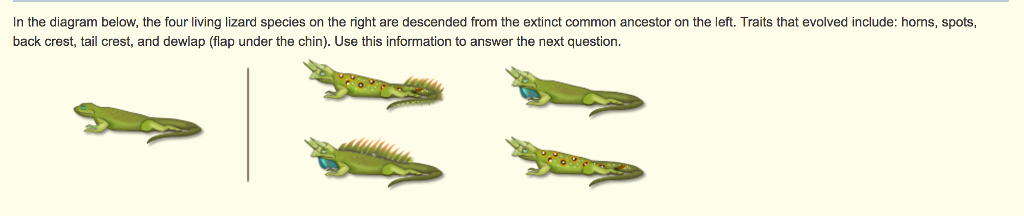 Solved In the diagram below, the four living lizard species | Chegg.com