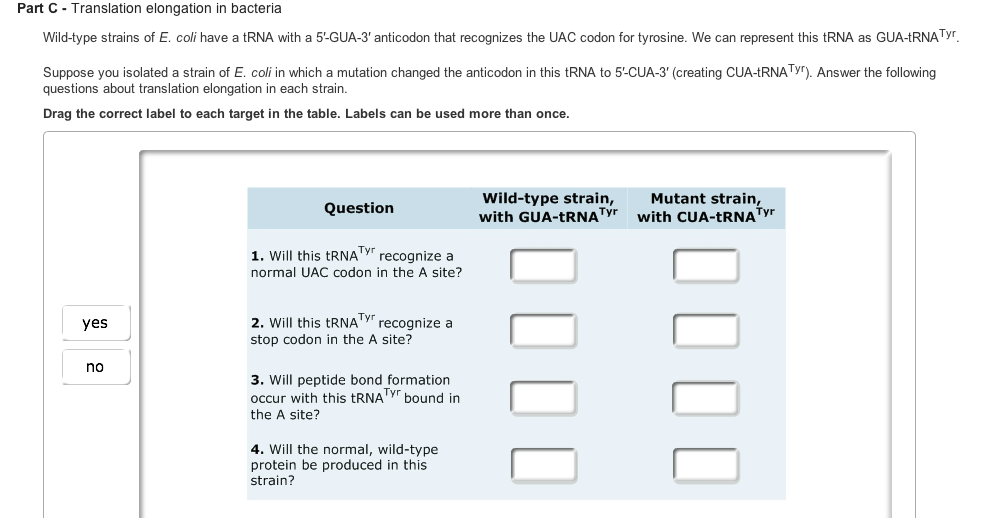 Solved Part C Translation elongation in bacteria Wild-type | Chegg.com