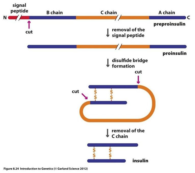 Solved signal peptide B chain C chain A chain preproinsulin | Chegg.com