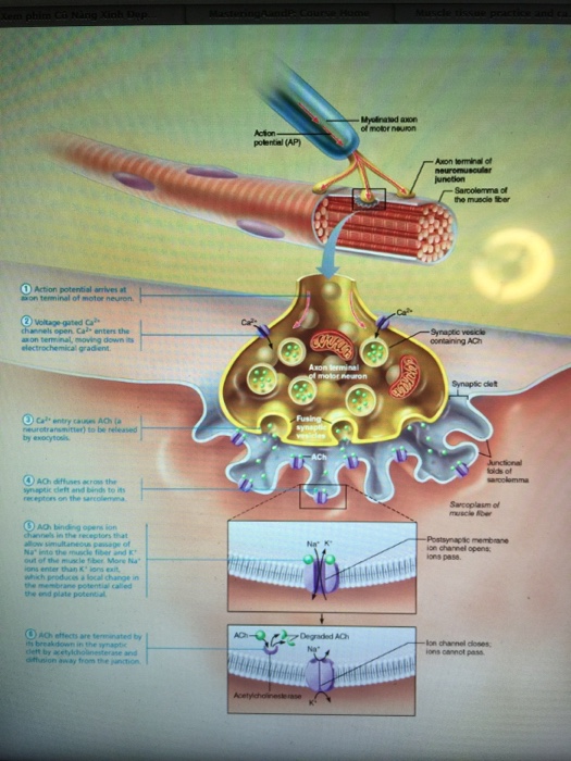 Solved Myelinated axon ol motor nauron Ax potential (AP Axon | Chegg.com