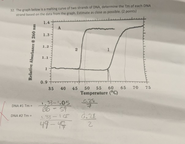 Solved 32. The graph below is a melting curve of two strands | Chegg.com