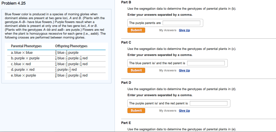 Blue flower color is produced in a species of morning | Chegg.com