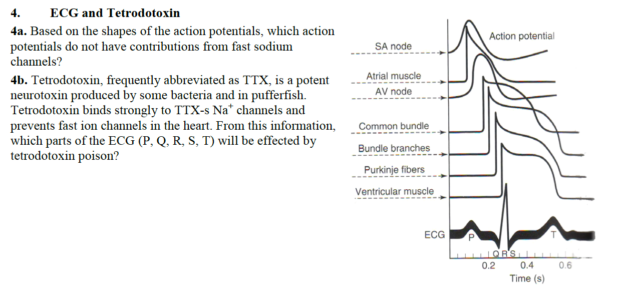 Solved Based on the shapes of the action potentials, which | Chegg.com