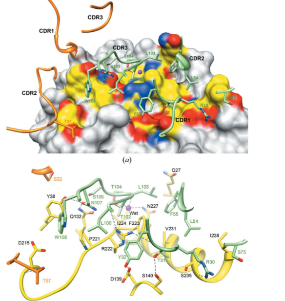 Solved Glycoprotein D (gD) of Herpes Simplex Virus bind | Chegg.com