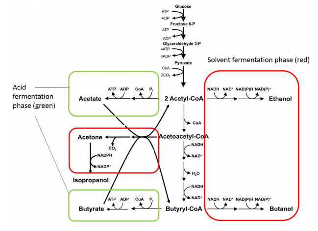Certain Clostridium strains can anaerobically ferment | Chegg.com