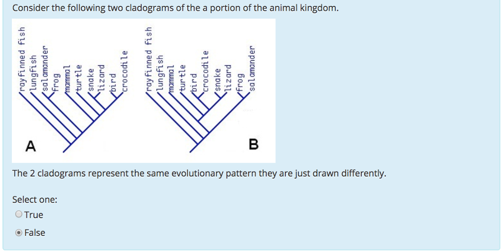 Solved Consider the following two cladograms of the a | Chegg.com
