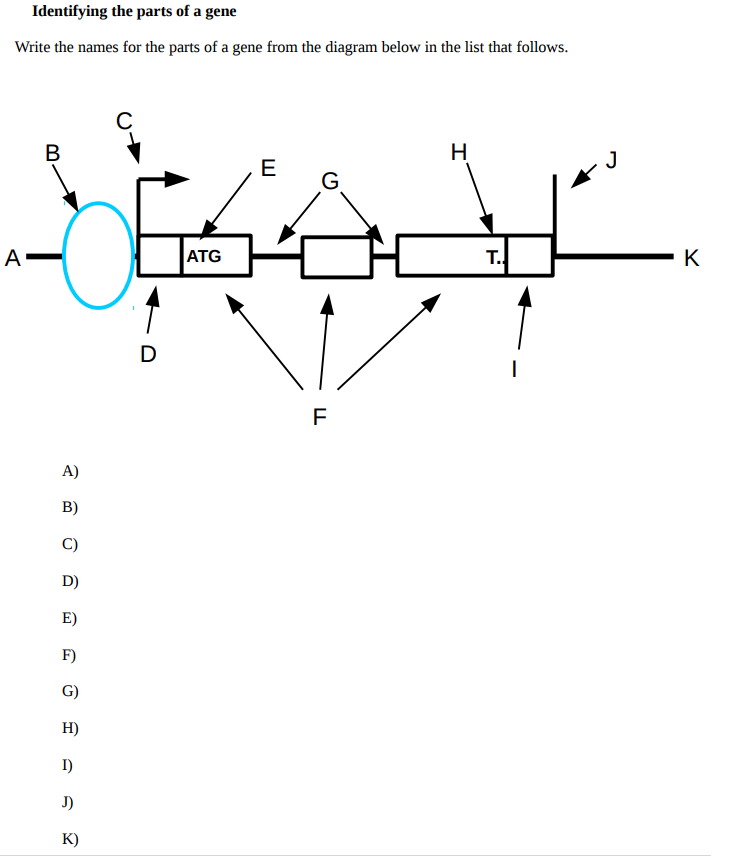 Solved Identifying the parts of a gene Write the names for | Chegg.com