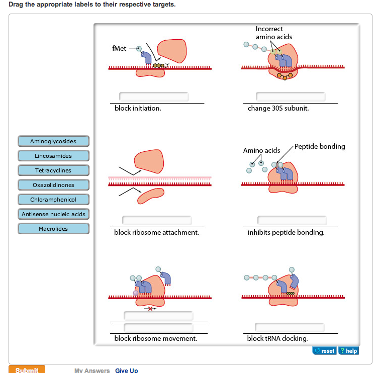 Solved Label each figure with the class of antimicrobial | Chegg.com