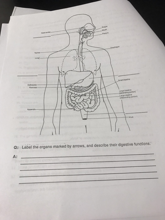 Solved Label the organs marked by arrows, and describe | Chegg.com