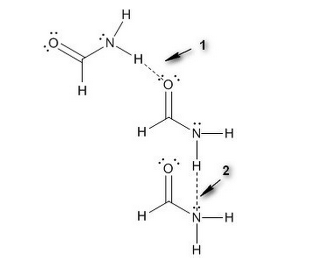 Solved Which of these two possible hydrogen-bonding | Chegg.com